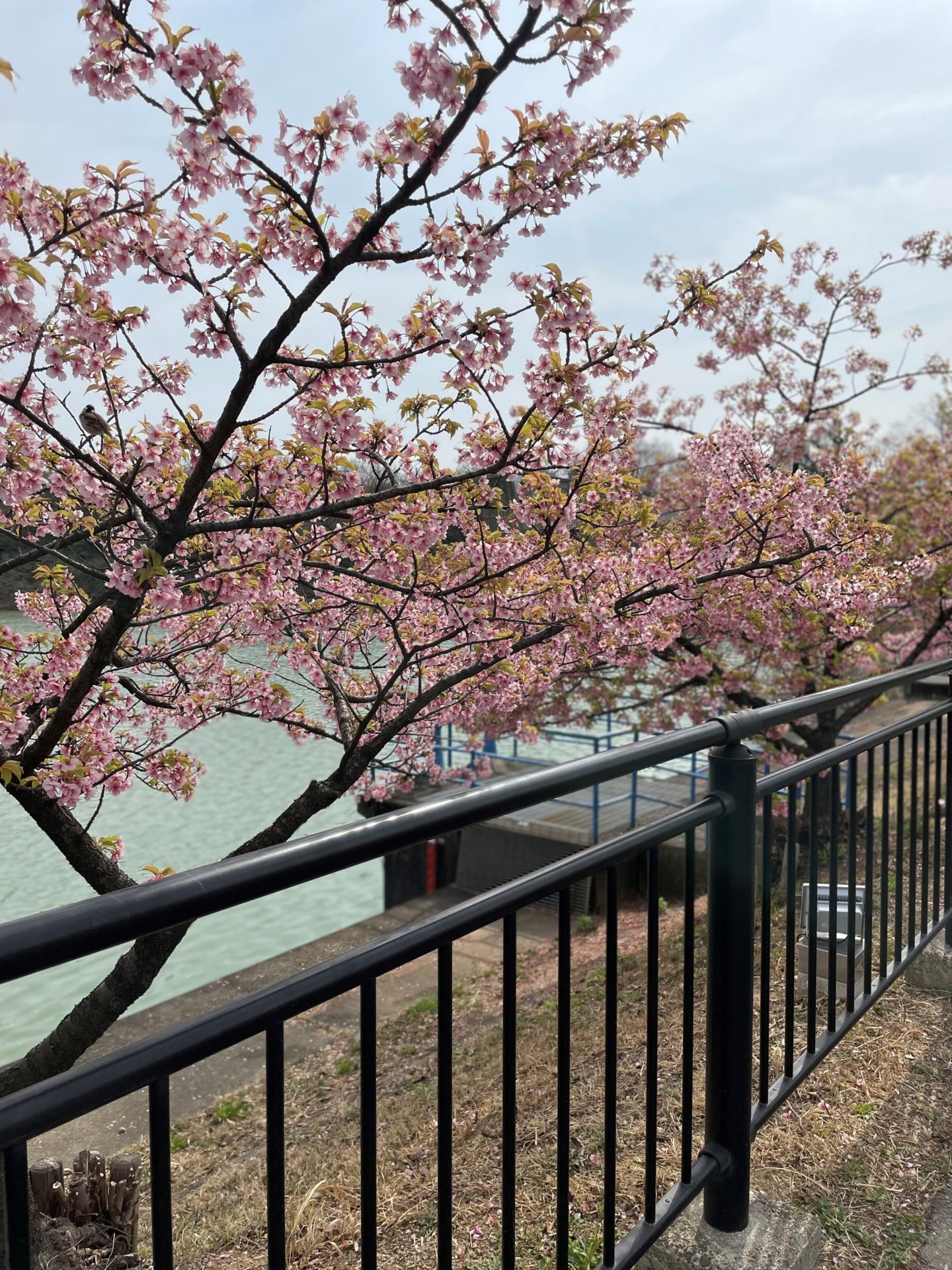 新しい事を新年度から始めませんか🌸【刈谷パーソナルジムAmbition】 - 知立市・刈谷市のダイエット特化型パーソナルトレーニングジム「Ambition」